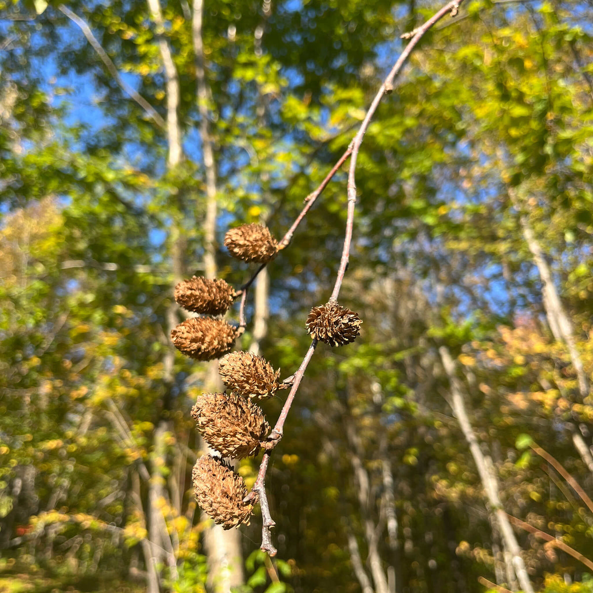 Yellow Birch Seeds - Betula alleghaniensis