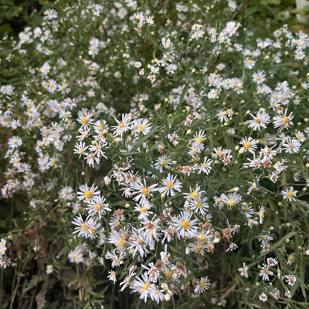 White Panicled Aster Seeds - Symphyotrichum lanceolatum