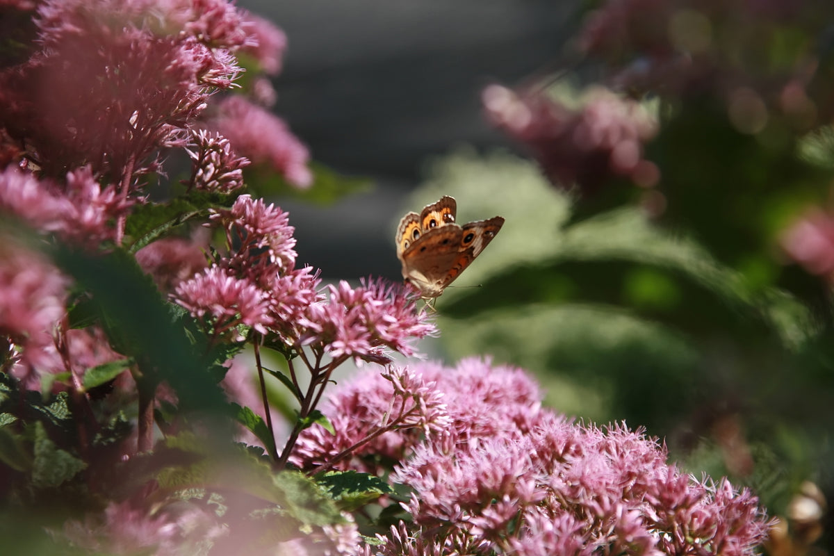 Nectar-producing Native Plant Seeds