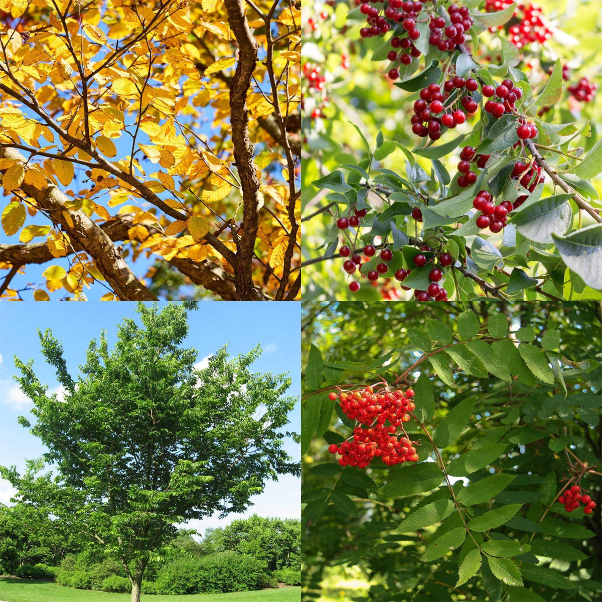 Discovery Combo : Trees