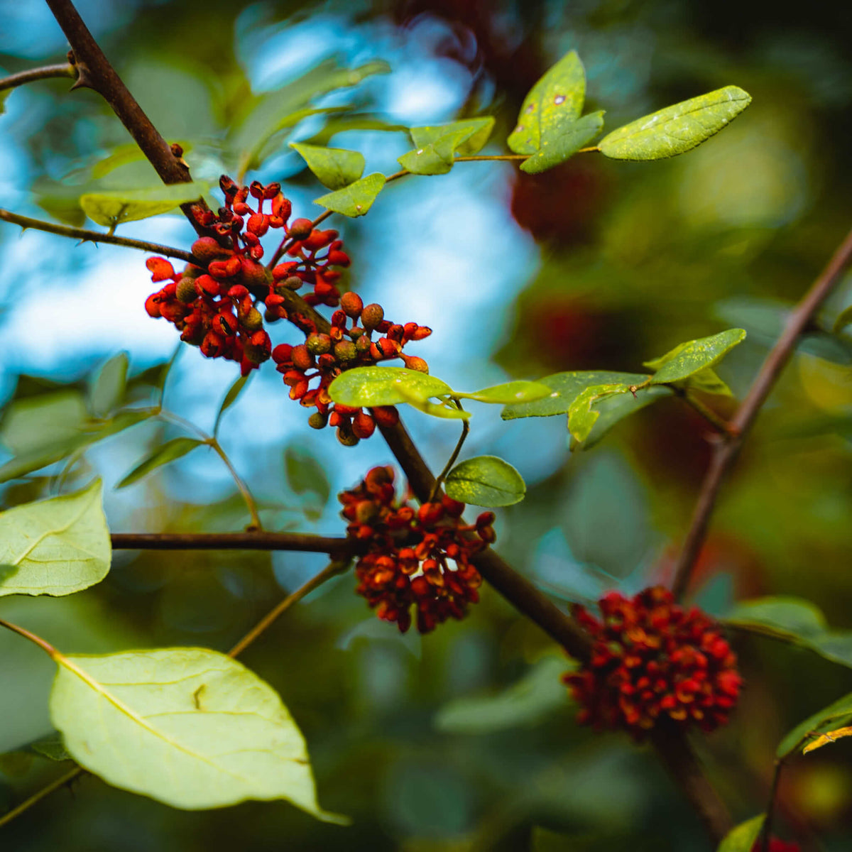 Seeds - Northern Prickly-ash - Zanthoxylum americanum