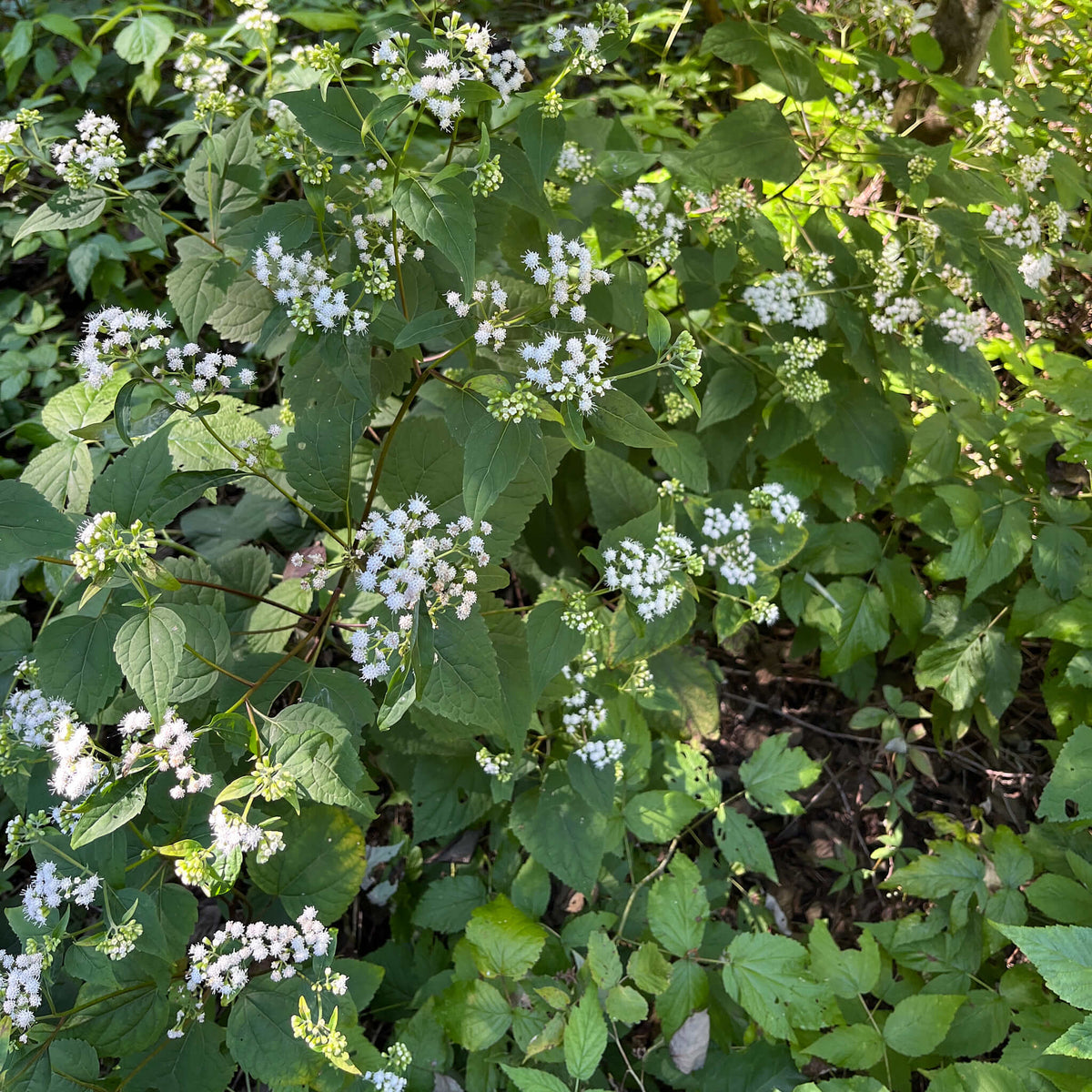 Common White Snakeroot Seeds - Ageratina altissima (Eupatorium rugosum)
