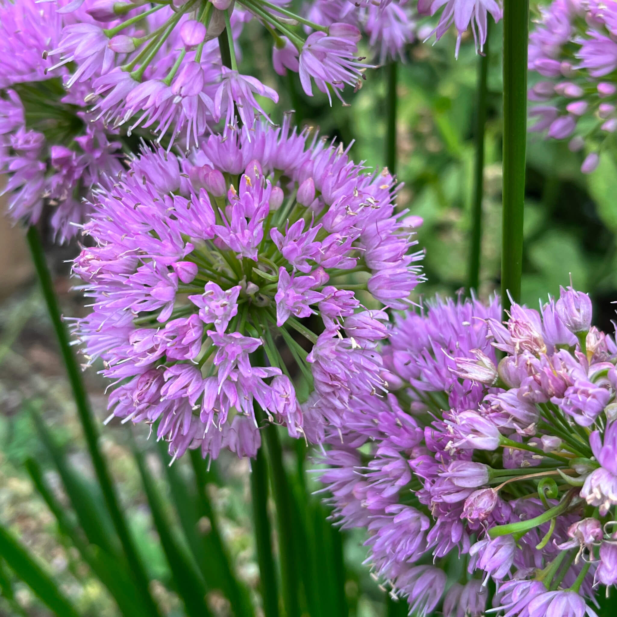 Semences d'ail étoilé - Allium stellatum