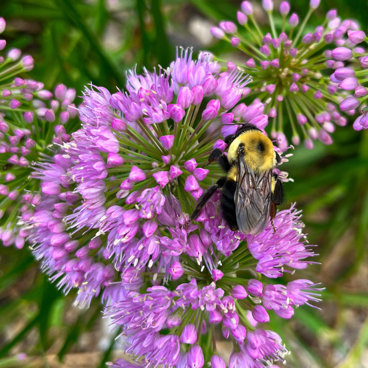 Autumn Onion seeds - Allium stellatum