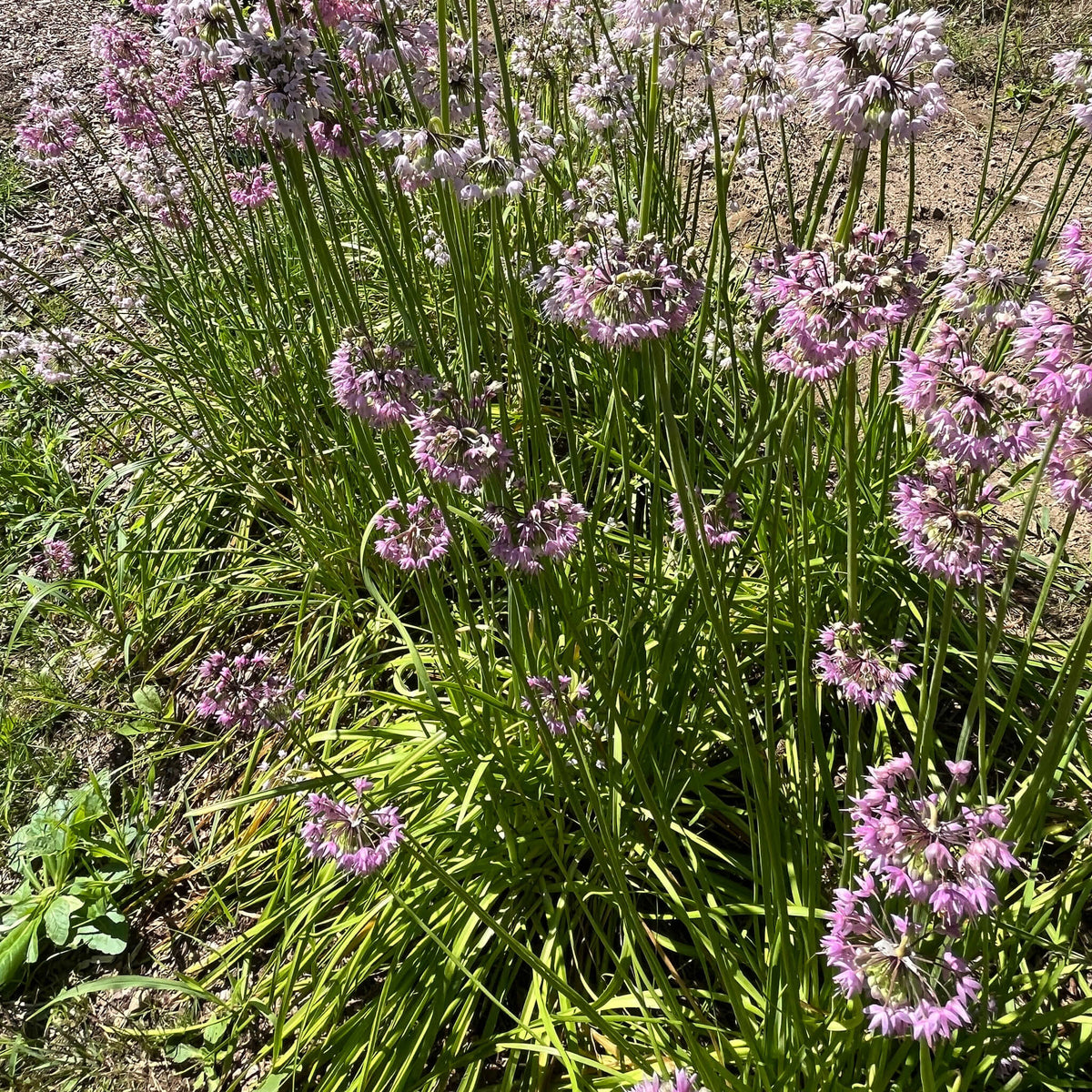 Nodding Onion Seeds- Allium cernuum