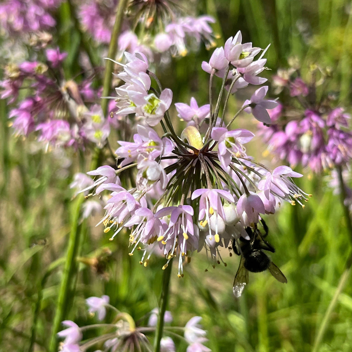 Nodding Onion Seeds- Allium cernuum