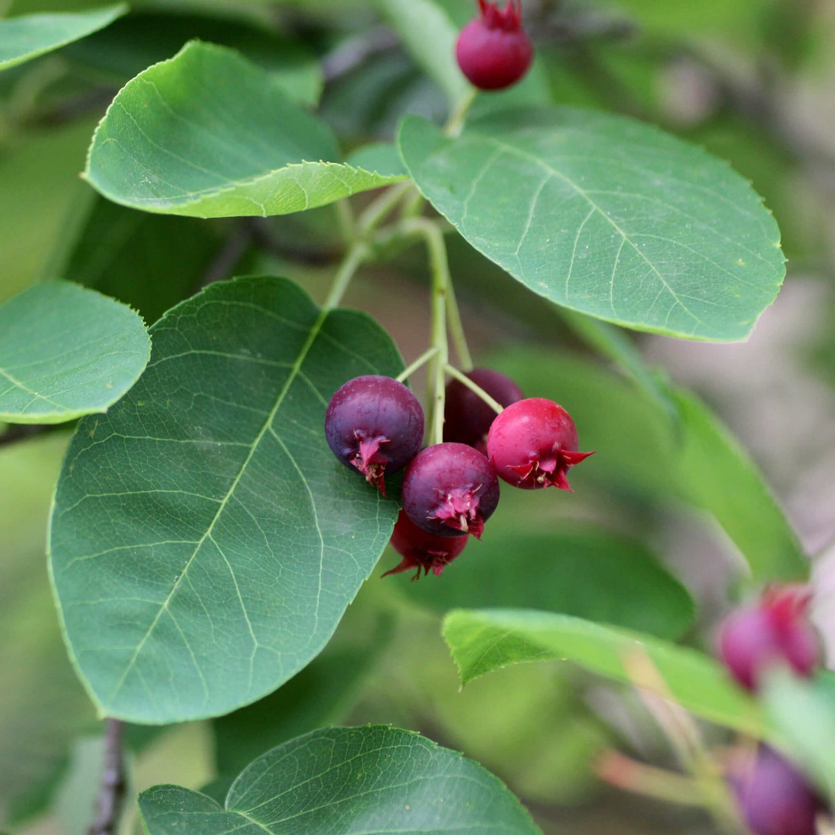 Canadian Serviceberry Seeds - Amelanchier canadensis