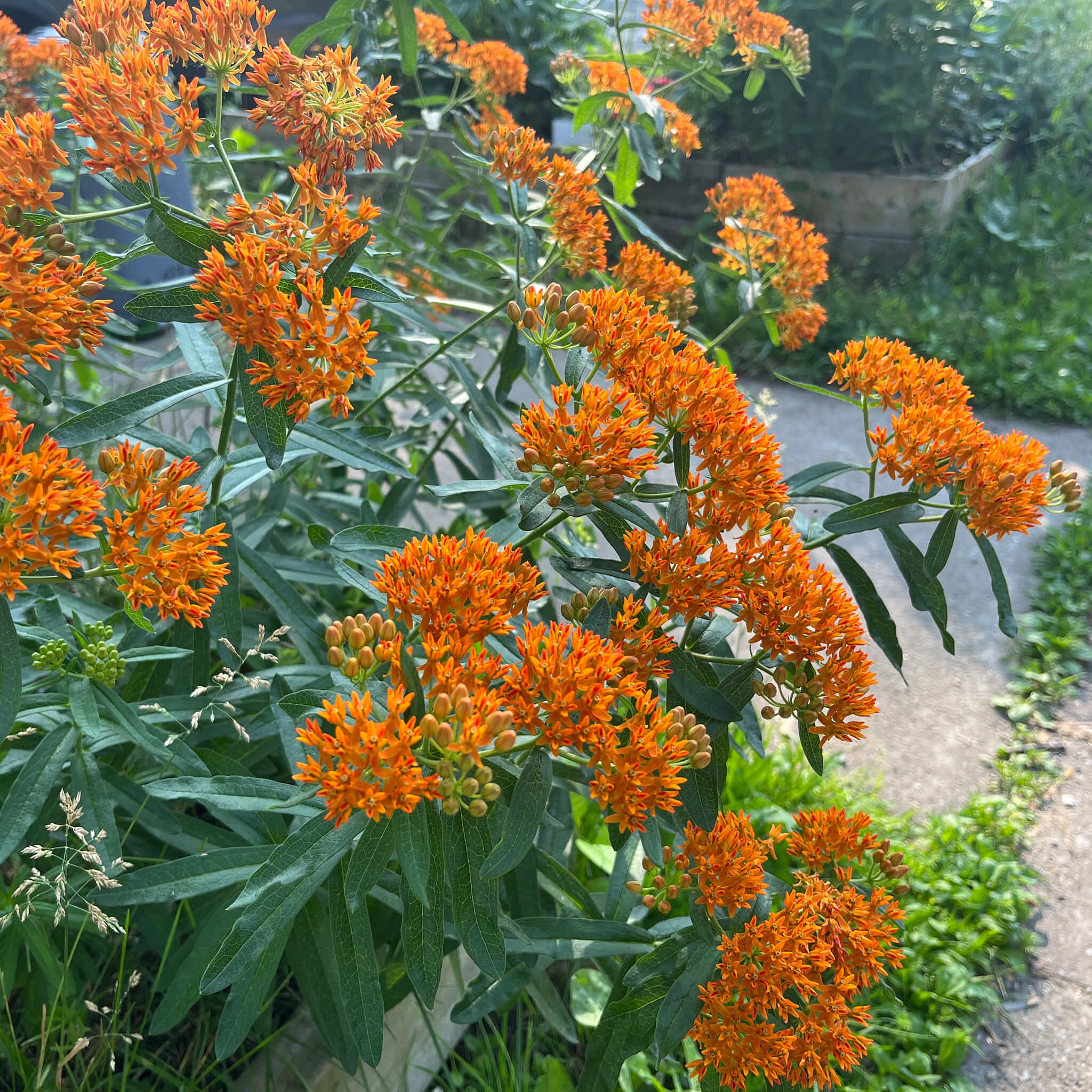 Butterfly Weed Seedlings Look Like Butterfly Milkweed, Asclepias