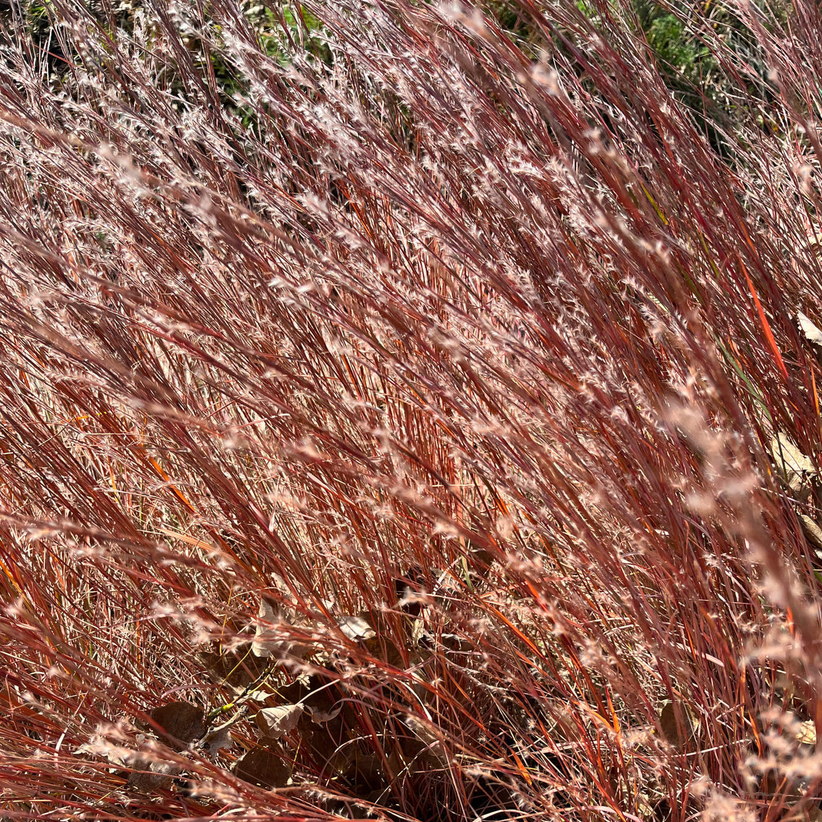 Semences de barbon à balais - Schizachyrium scoparium