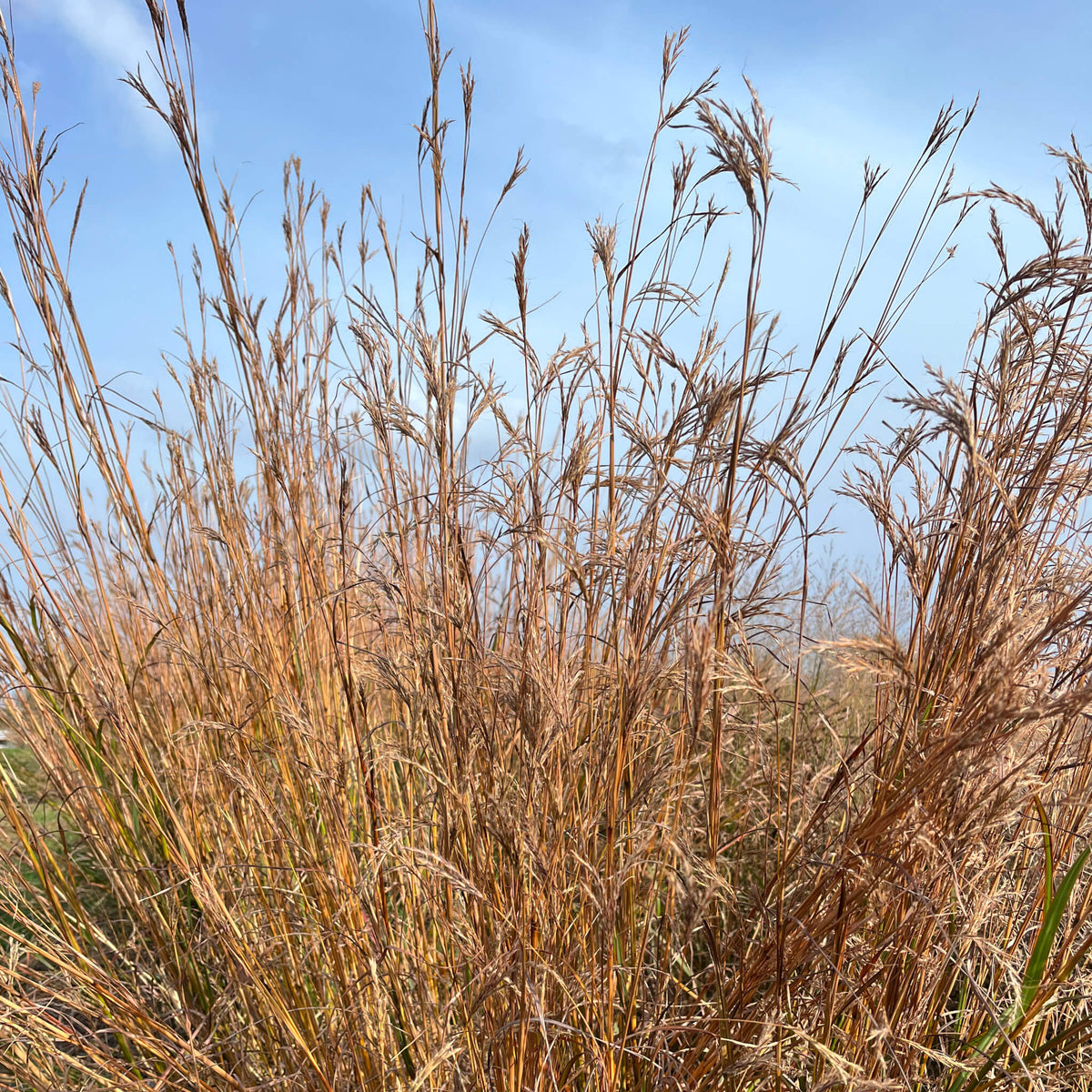 Semences de barbon de Gérard - Andropogon gerardii