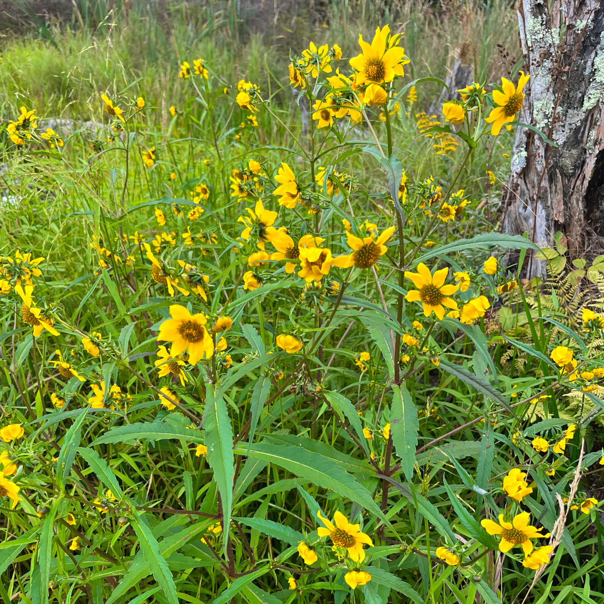 Semences de bident penché - Bidens cernua