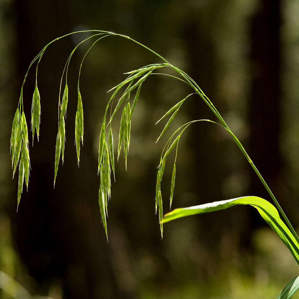 Seeds - Finged Brome - Bromus ciliatus
