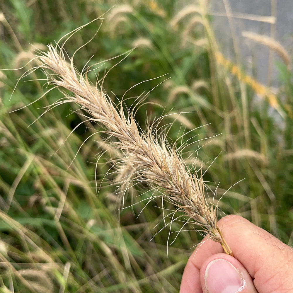 Elymus Canadensis Canada Wild Rye Grounded