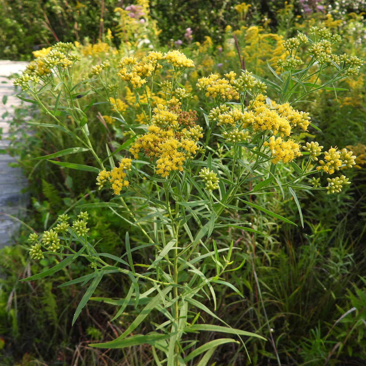 Grass-leaved Goldenrod Seeds - Euthamia graminifolia