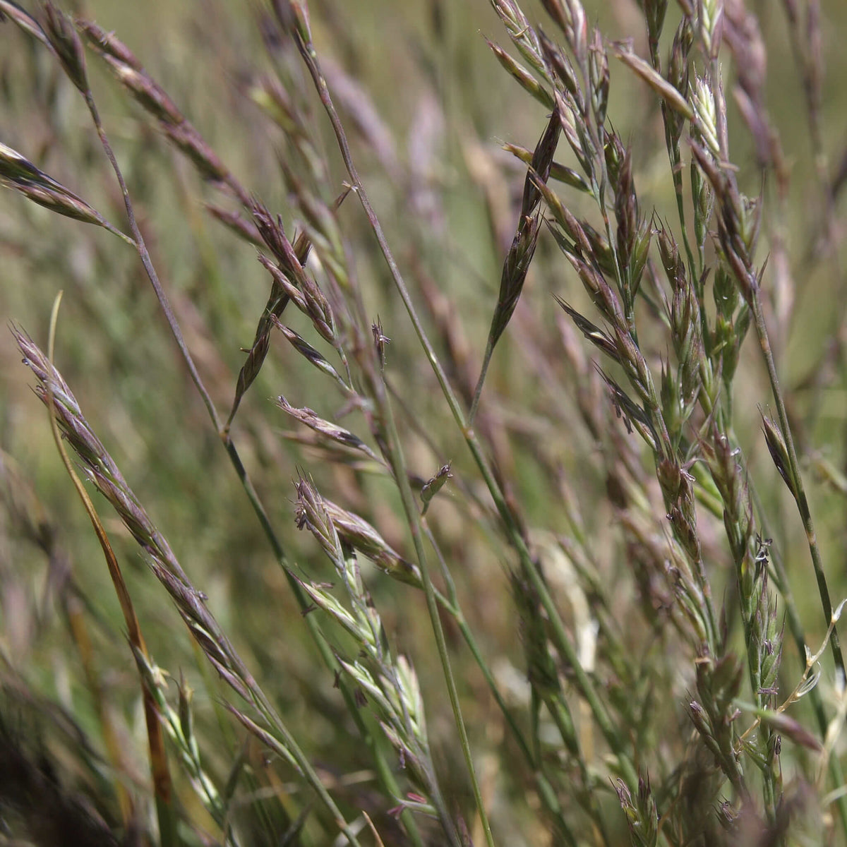 Semences - Fétuque des Rocheuses - Festuca saximontana
