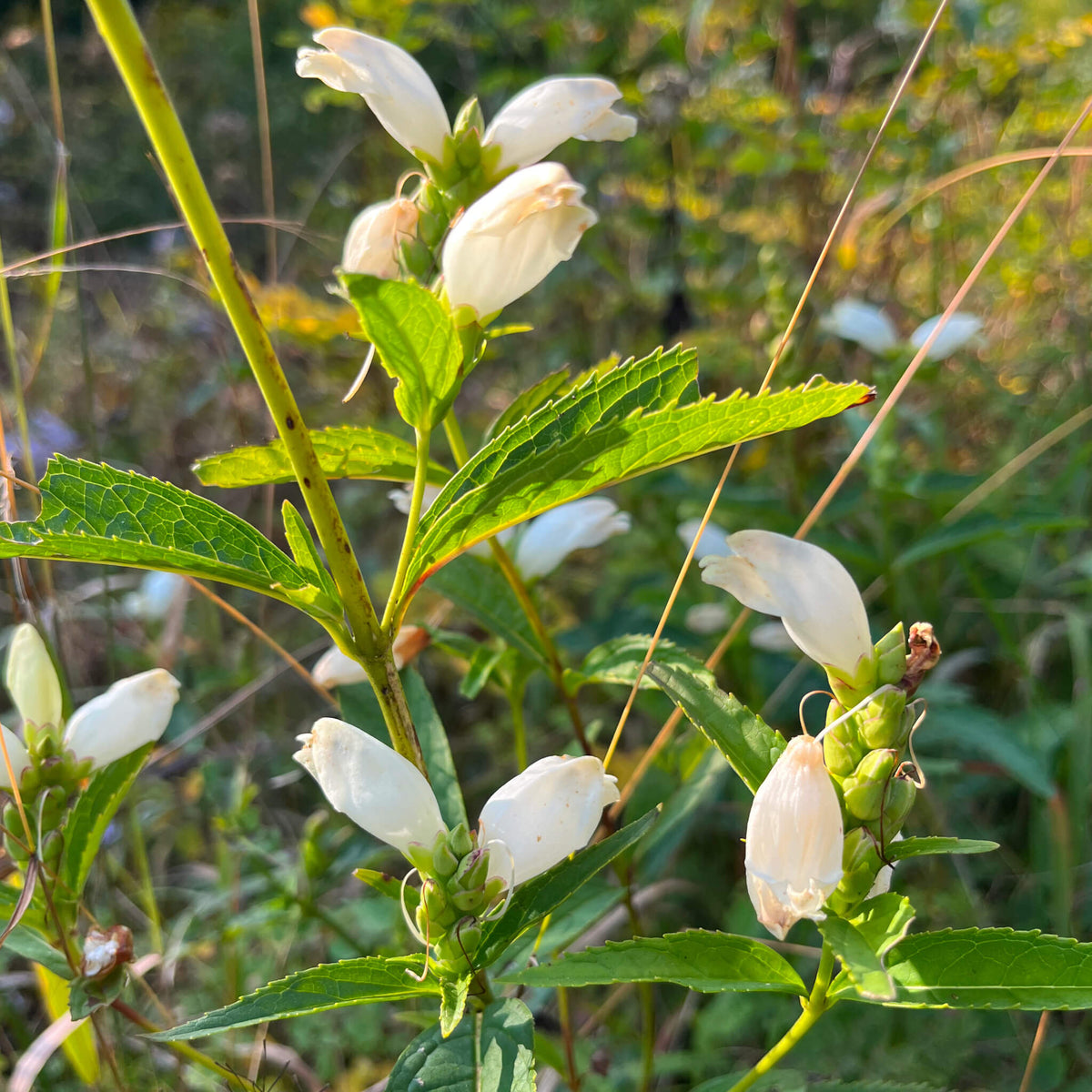 Semences de galane glabre - Chelone glabra