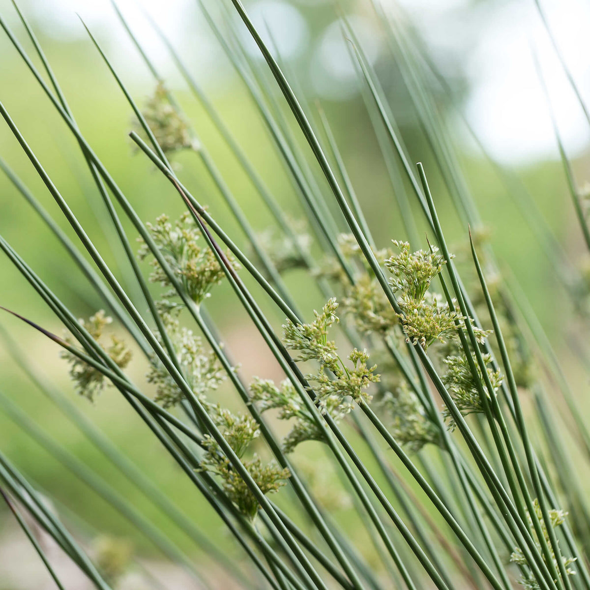 Semences de Jonc épars - Juncus effusus