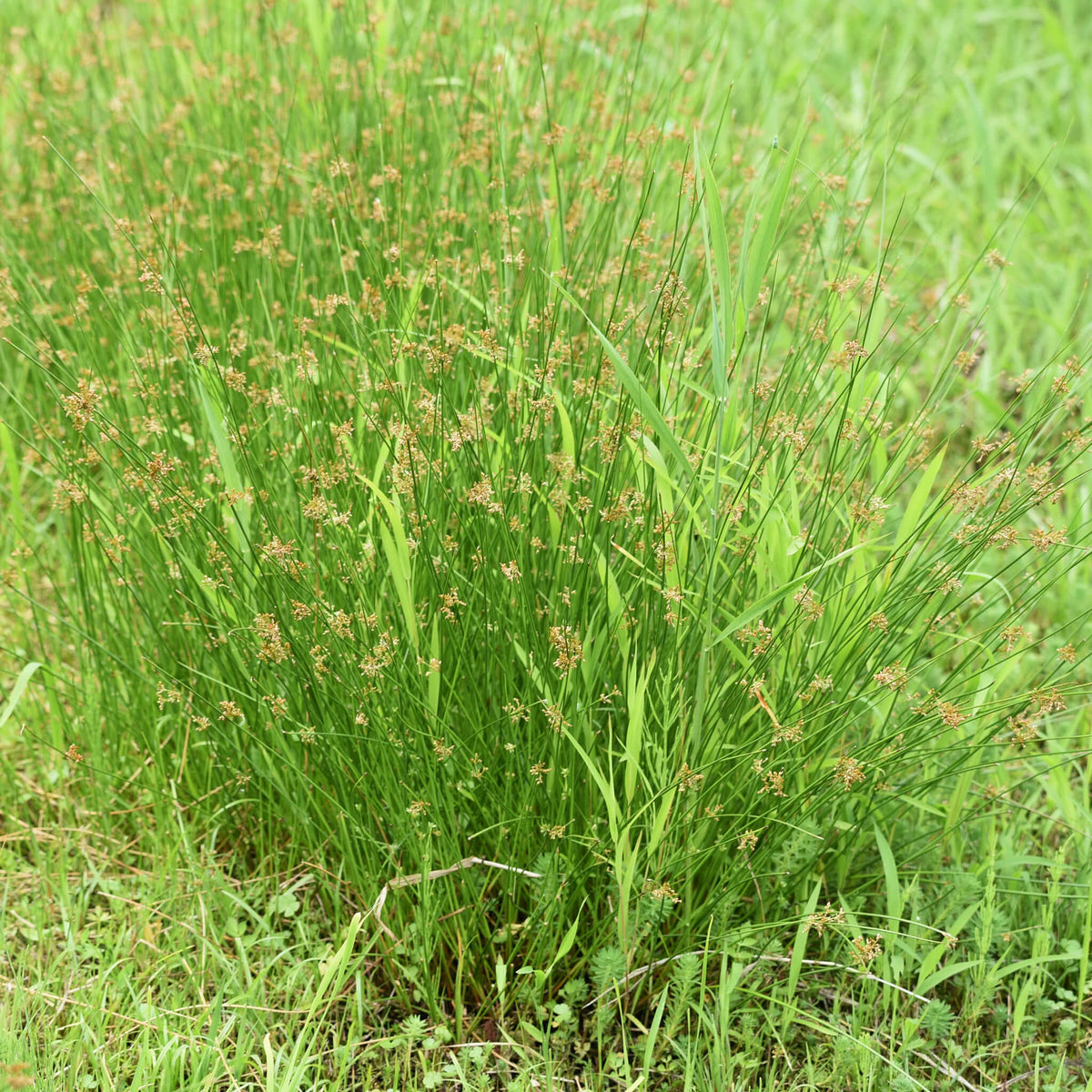 Semences de Jonc épars - Juncus effusus