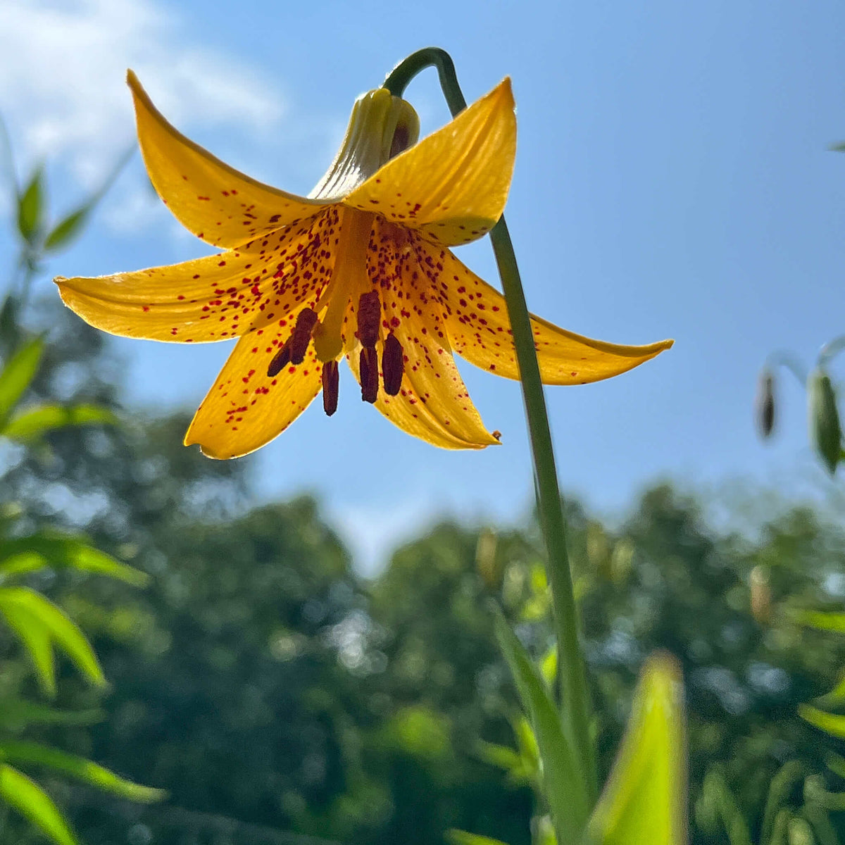 Canada Lily Seeds - Lilium canadense