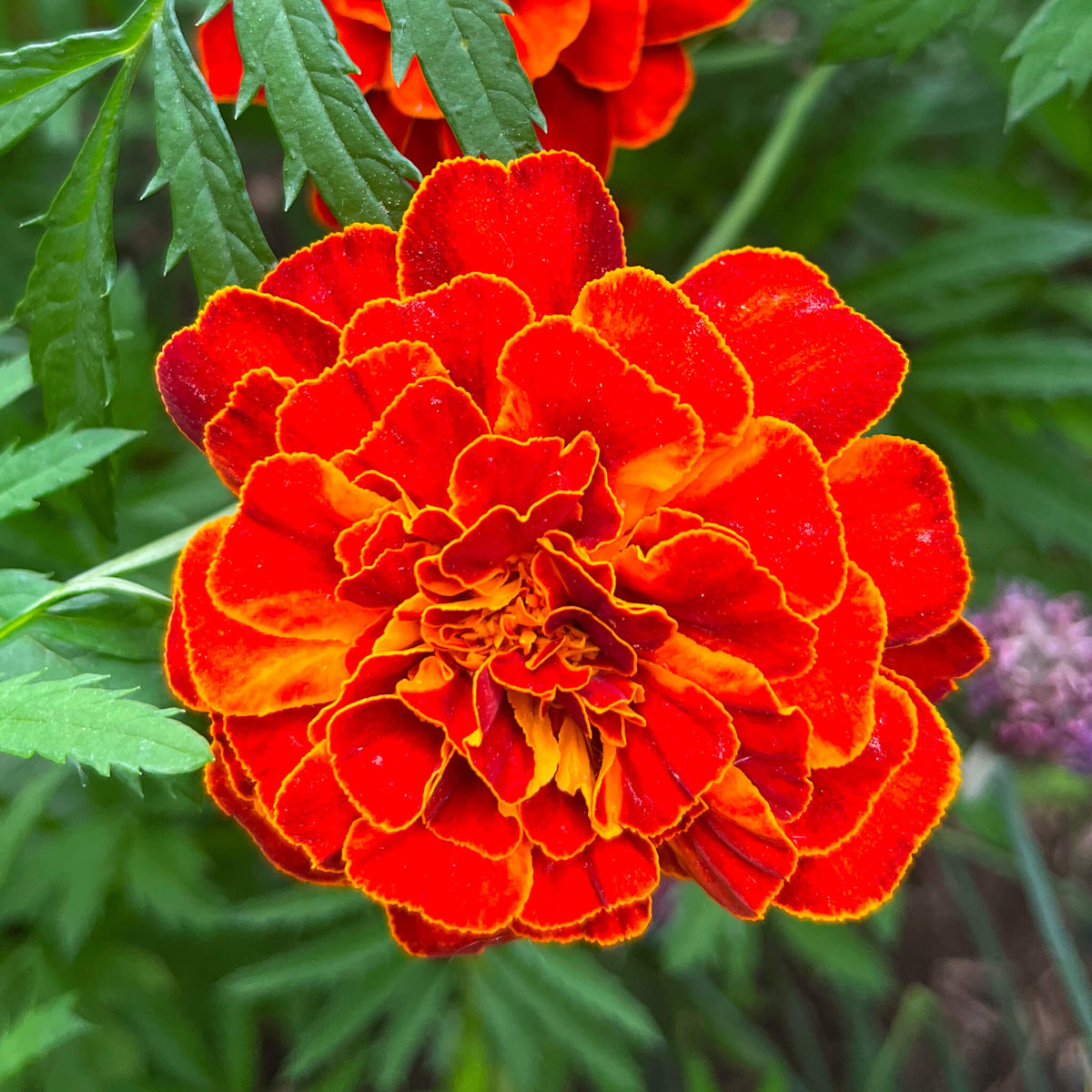 Marigold Seeds - Tagetes patula