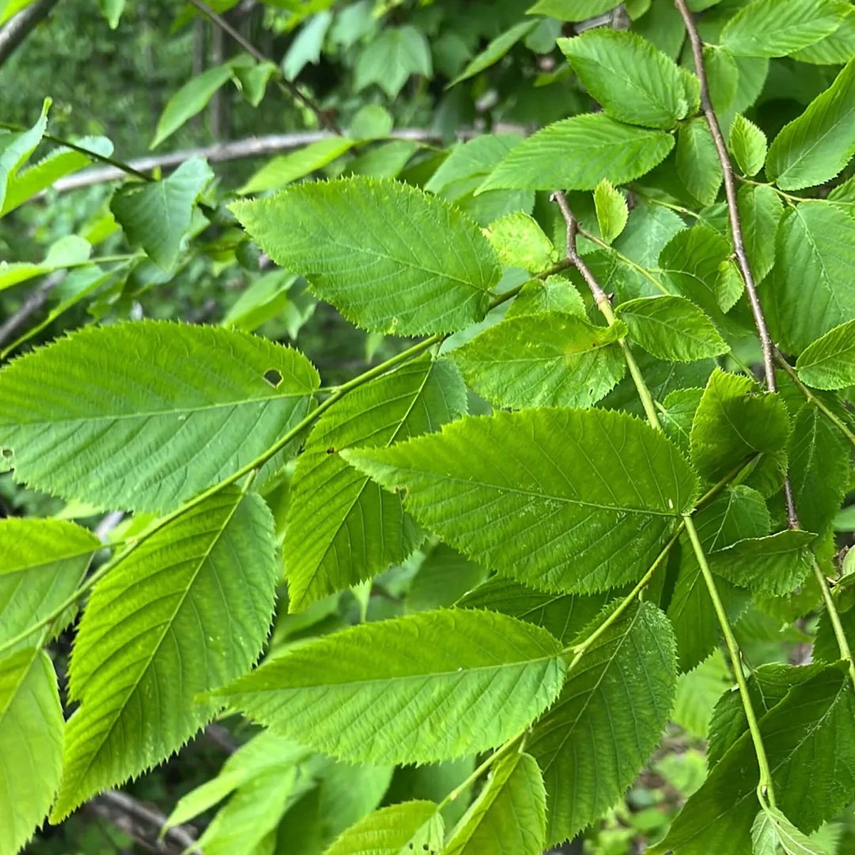 Seeds - Eastern Hop-hornbeam - Ostrya virginiana