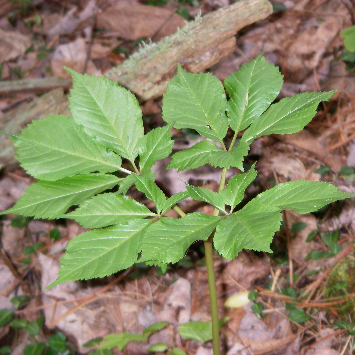 American Ginseng Pre-stratified Seeds - Panax quinquefolius
