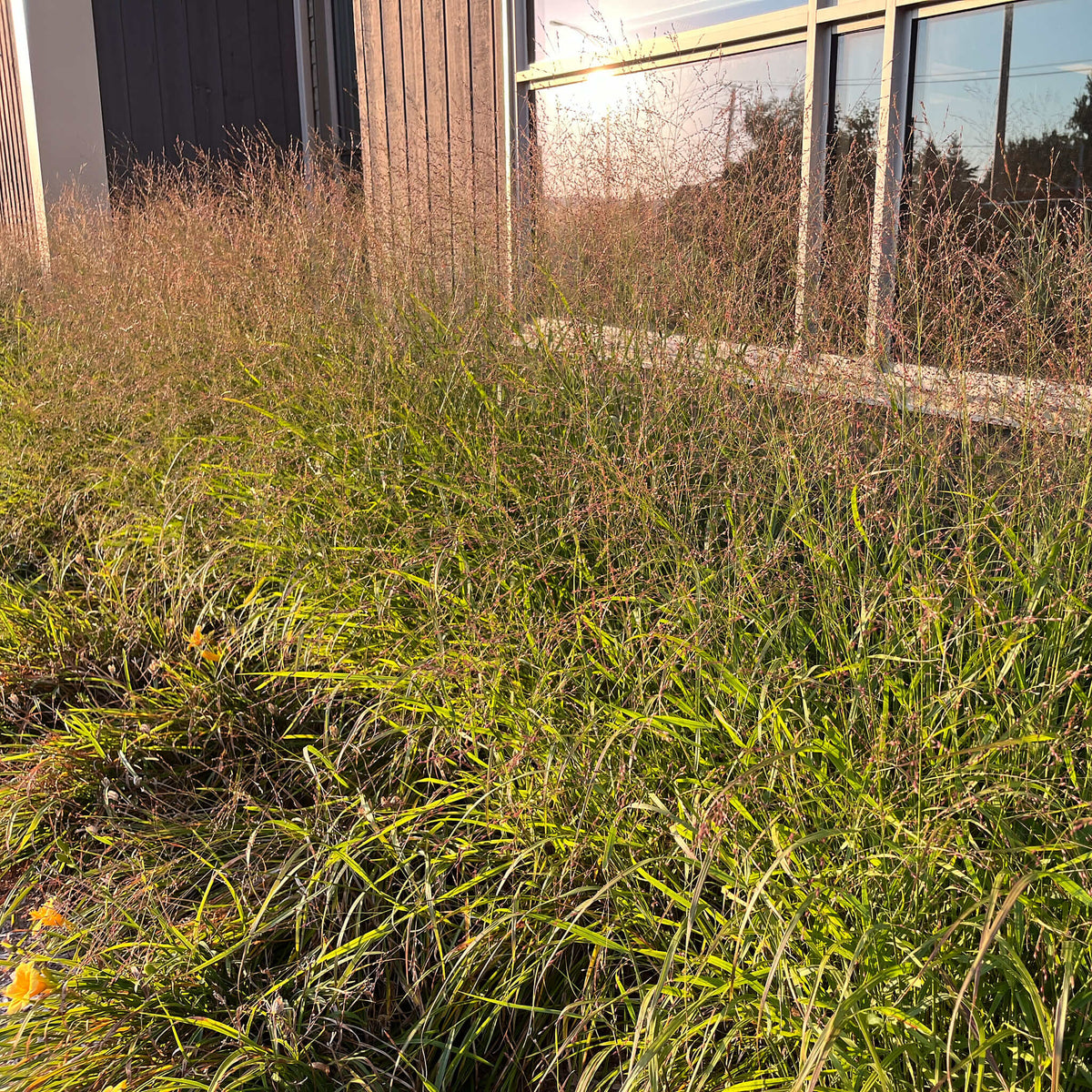 Semences de panic raide - Panicum virgatum