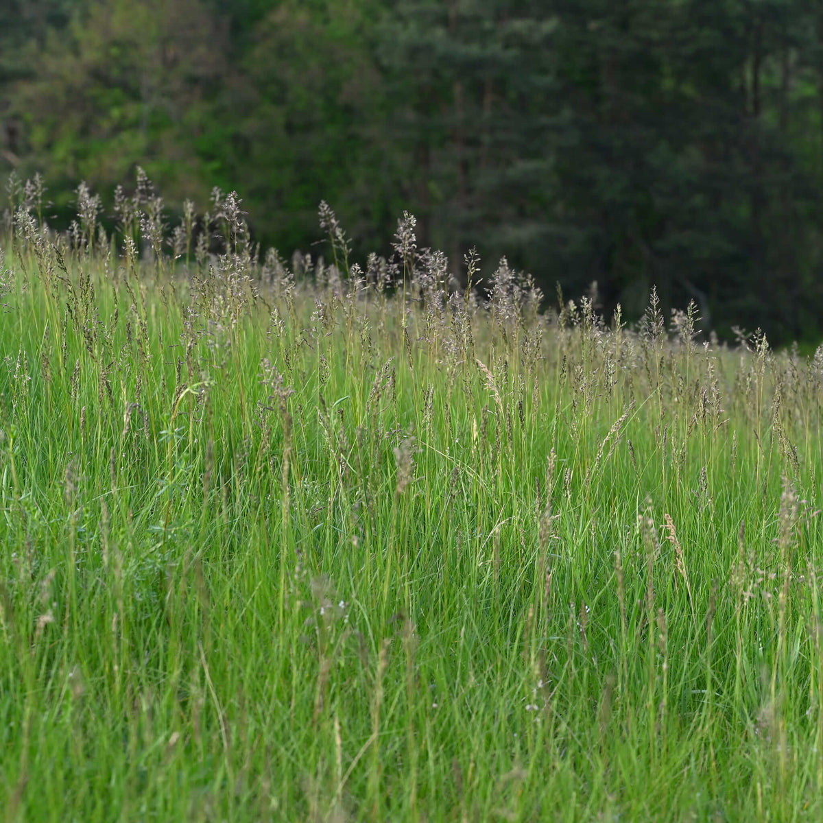 Seeds - Kentucky Bluegrass - Poa pratensis