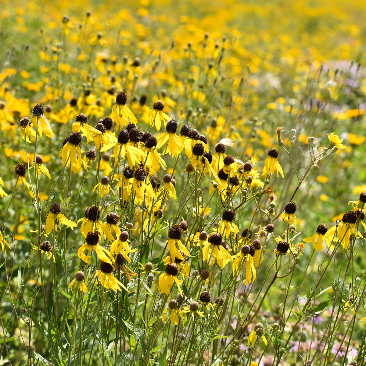 Grey-headed Coneflower Seeds - Ratibida pinnata