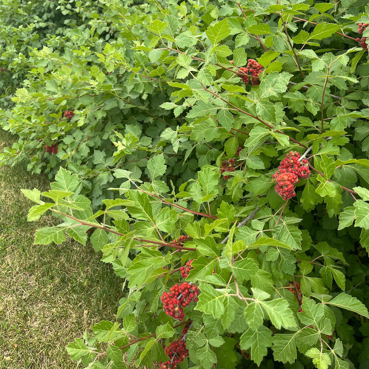 Seeds - Fragrant Sumac - Rhus aromatica