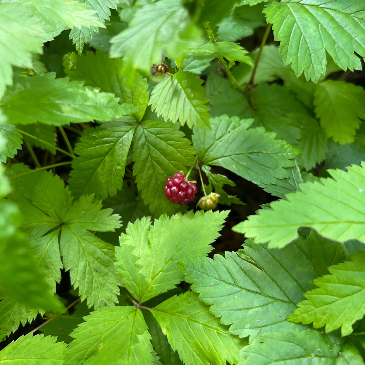 Dwarf Raspberry Seeds - Rubus pubescens
