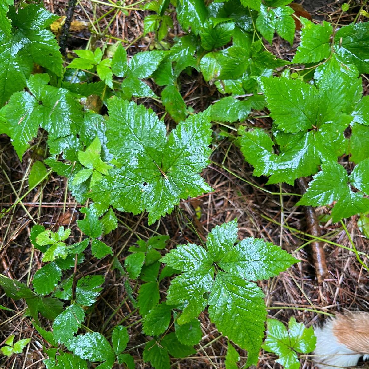 Dwarf Raspberry Seeds - Rubus pubescens