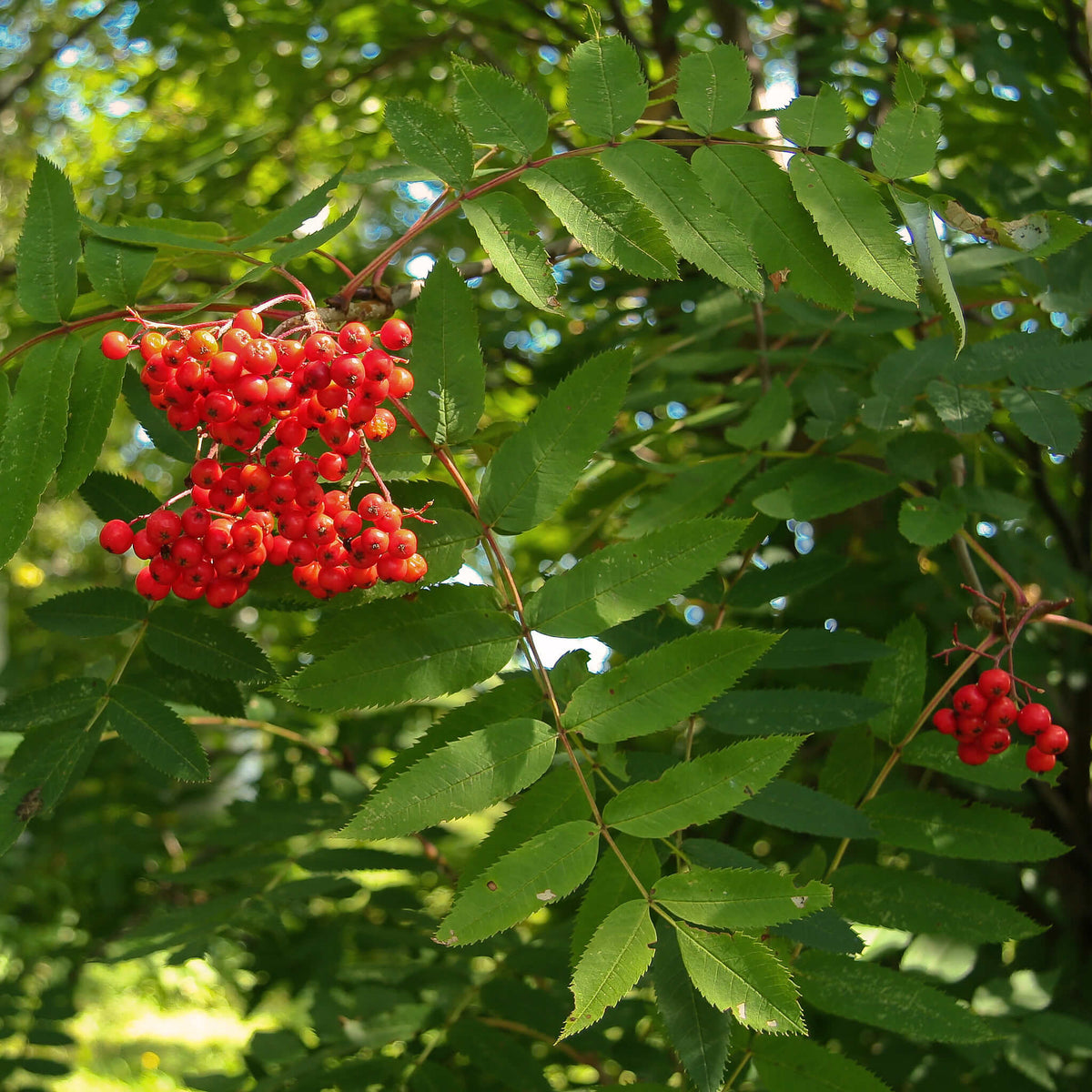 American Mountain Ash Seeds - Sorbus americana