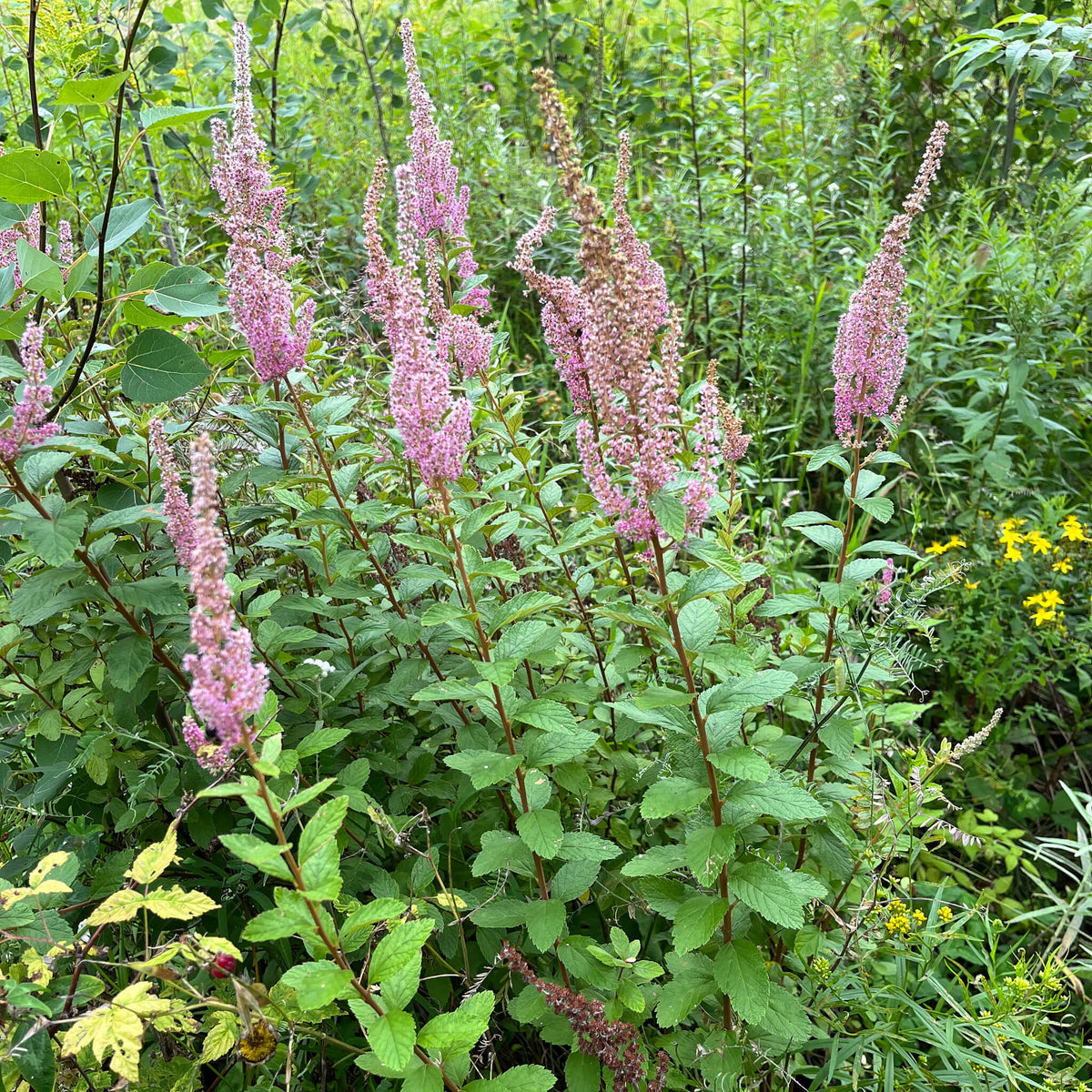 Seeds - Steeplebush - Spiraea tomentosa