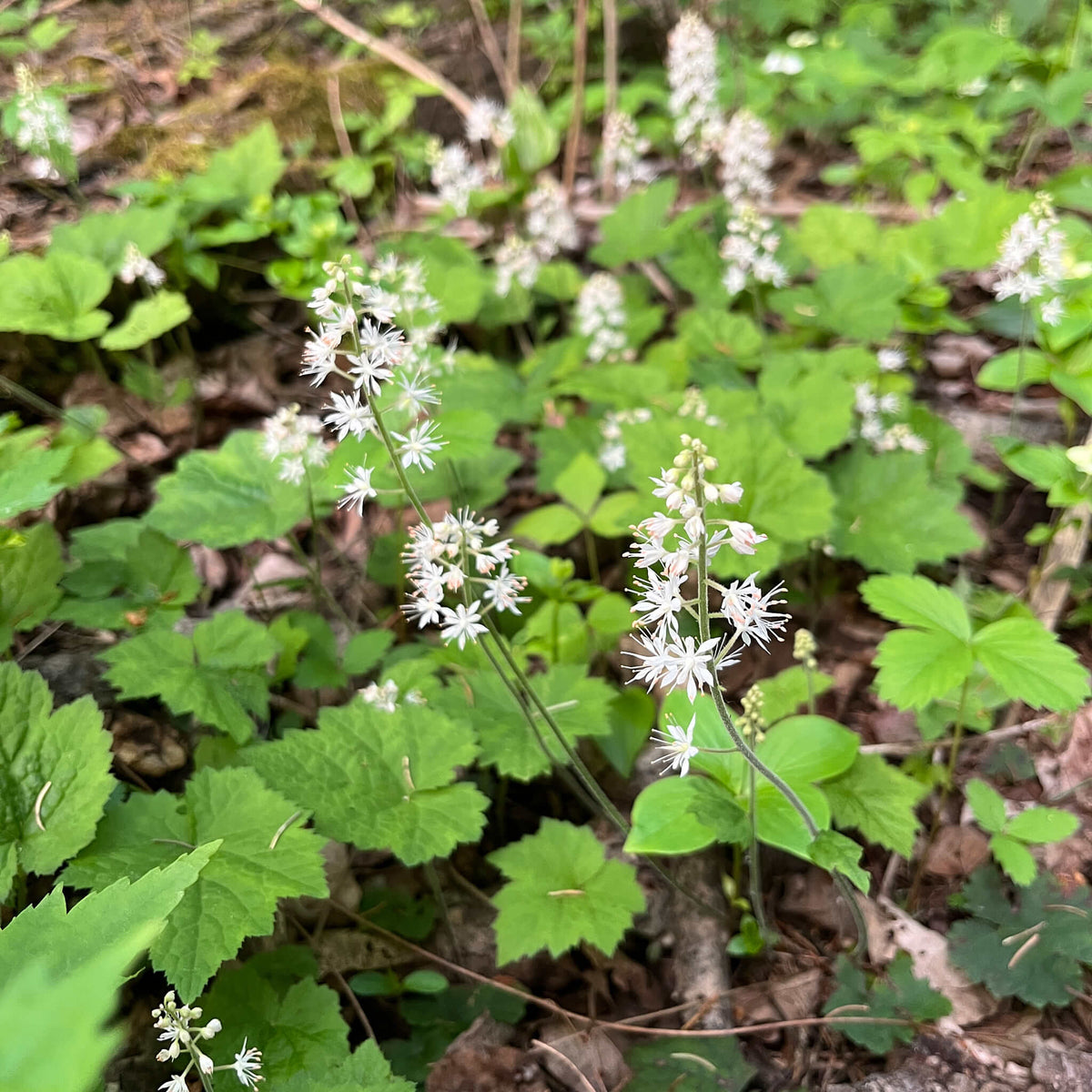 Semences - Tiarelle cordifoliée - Tiarella cordifolia
