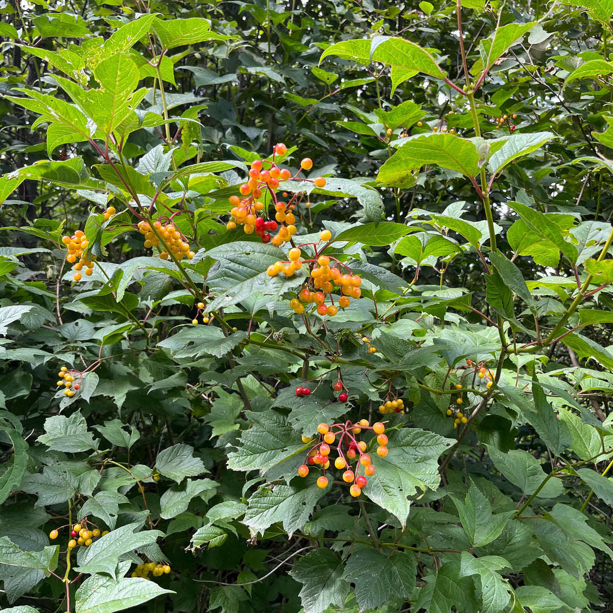 Semences de viorne trilobée (Pimbina) stratifiées - Viburnum opulus var ...