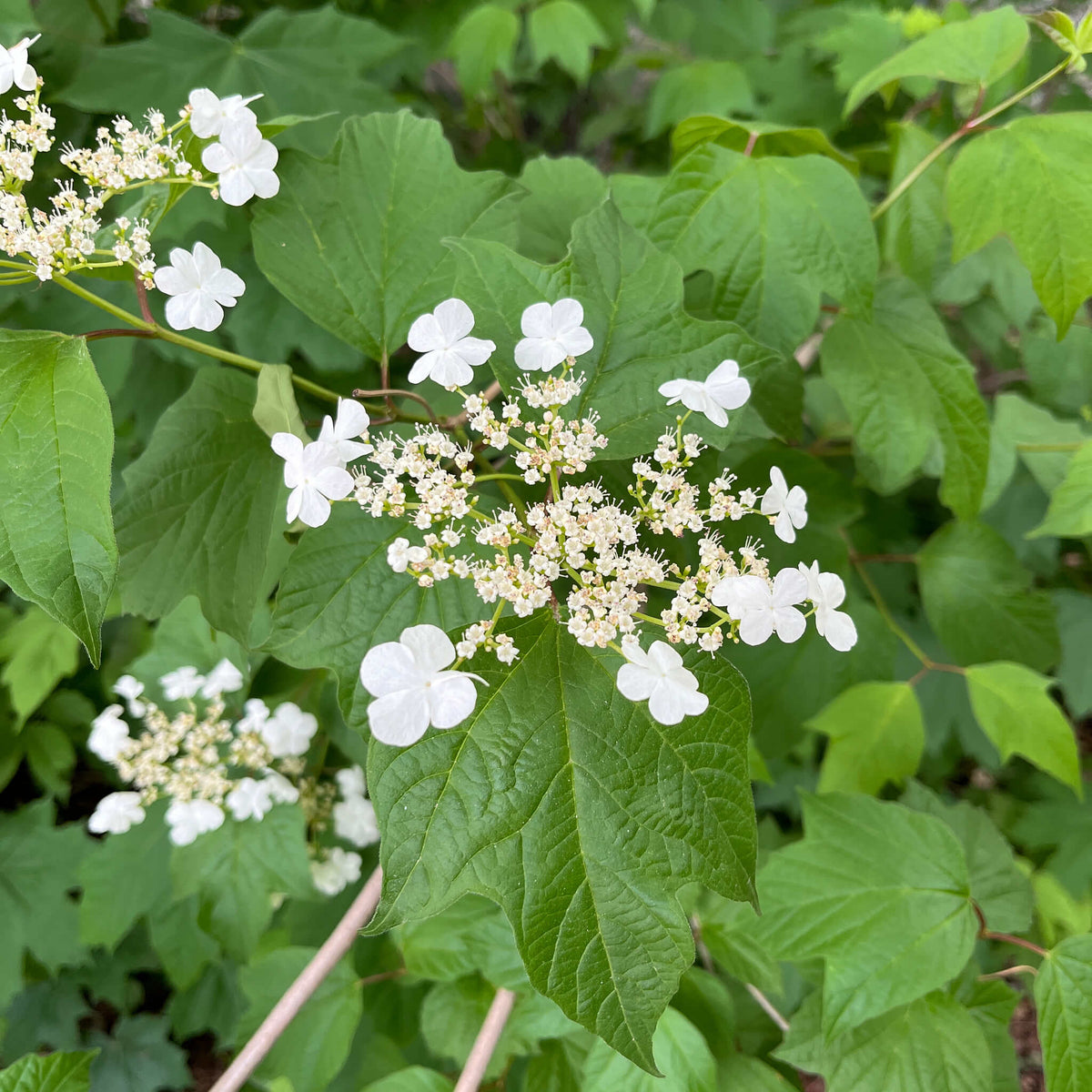 Semences de viorne trilobée (Pimbina) stratifiées - Viburnum opulus var ...