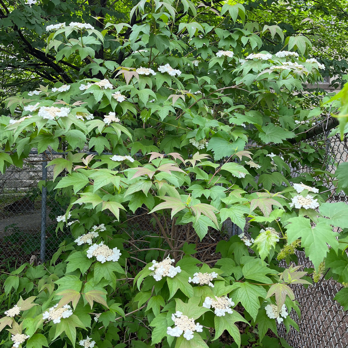 Semences de viorne trilobée (Pimbina) stratifiées - Viburnum opulus var ...