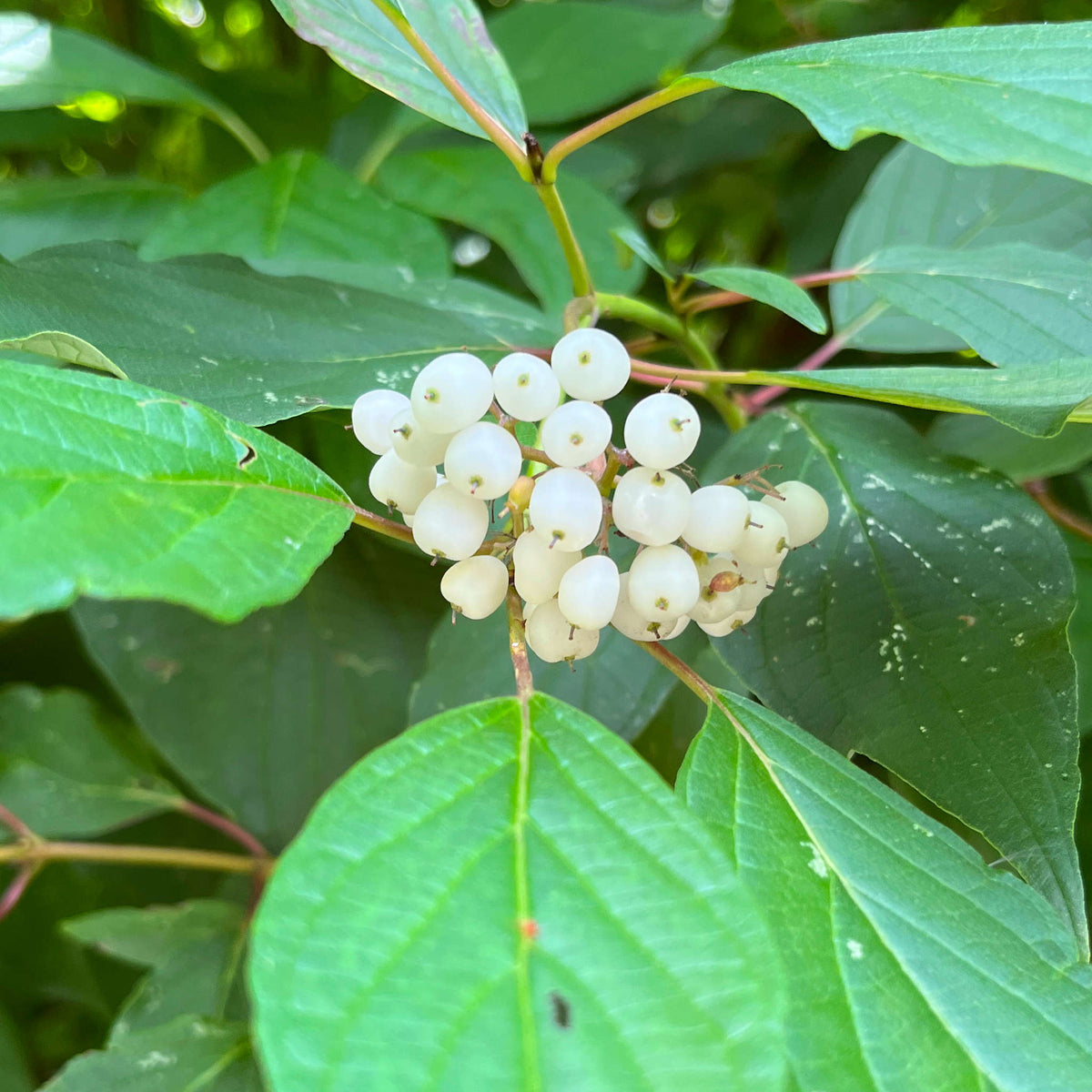 Semences de cornouiller hart-rouge - Cornus sericea