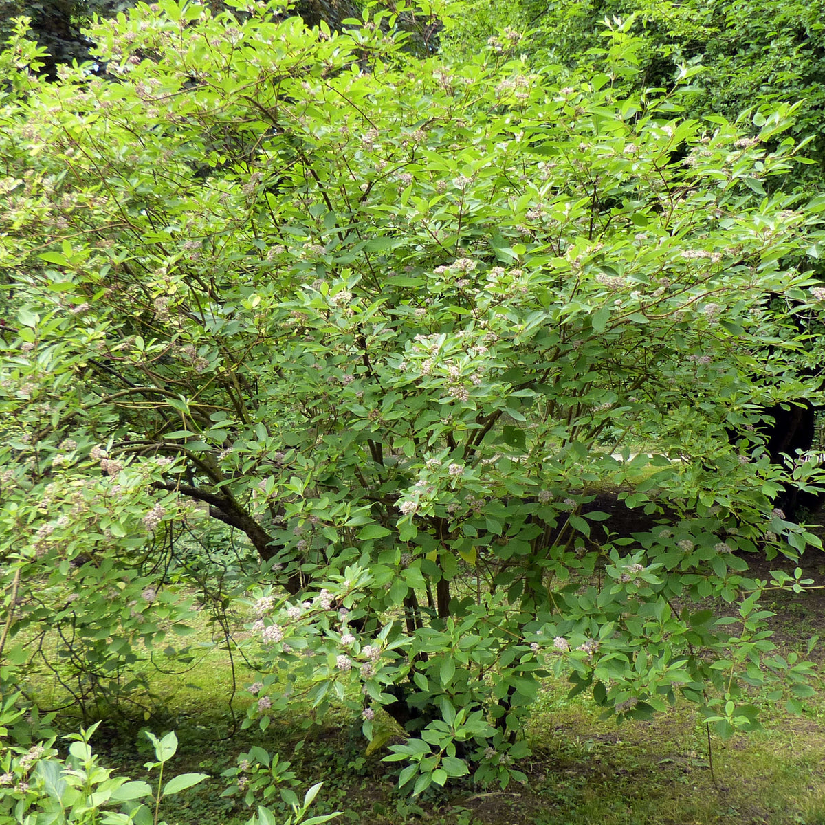 Semences de cornouiller hart-rouge - Cornus sericea