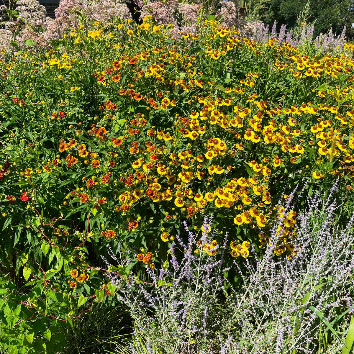 Common Sneezeweed Seeds - Helenium autumnale