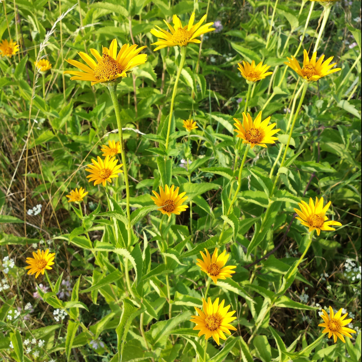 False Sunflower Seeds - Heliopsis helianthoides