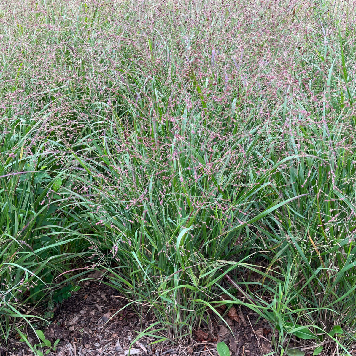 Semences de panic raide - Panicum virgatum