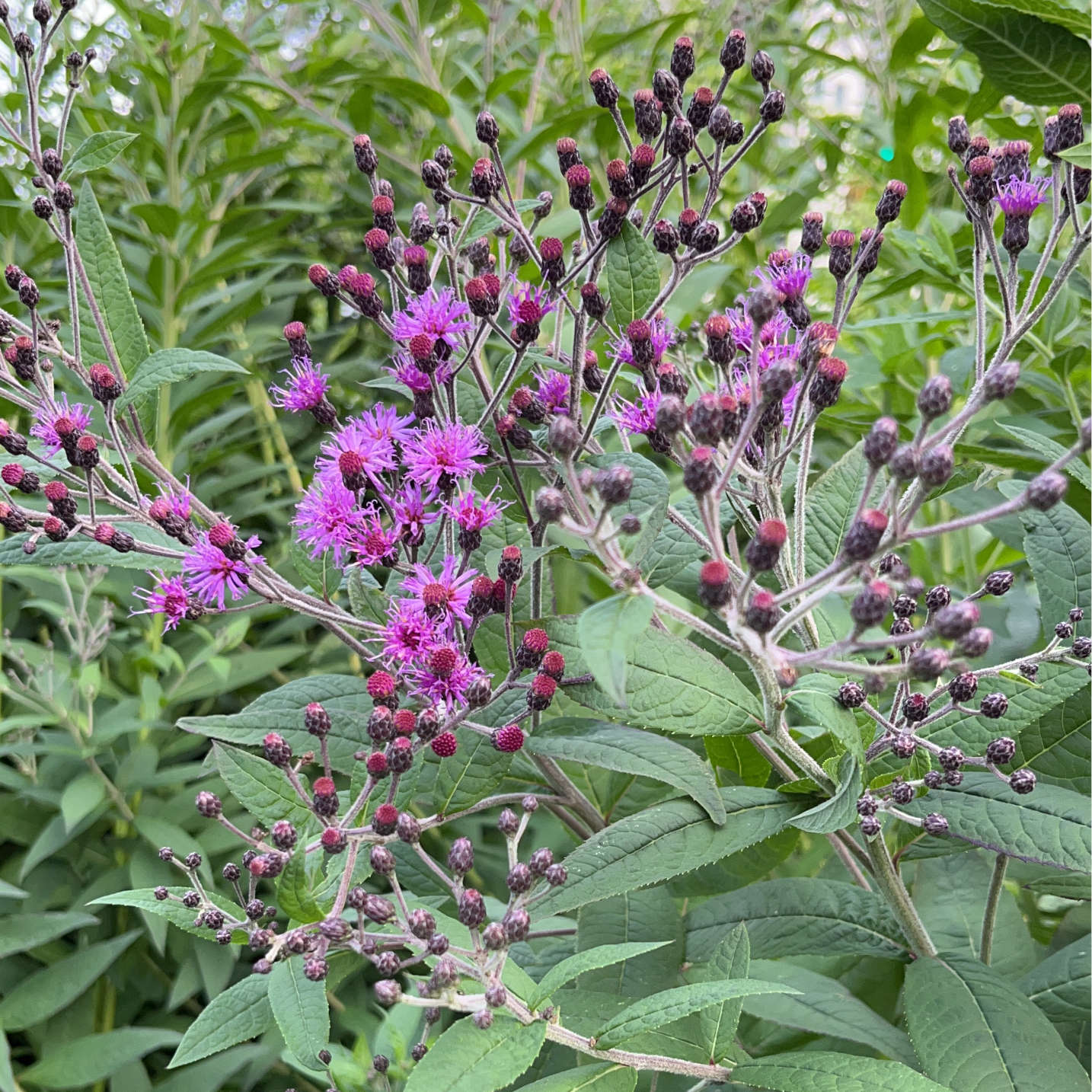 Vernonia Gigantea Leaf